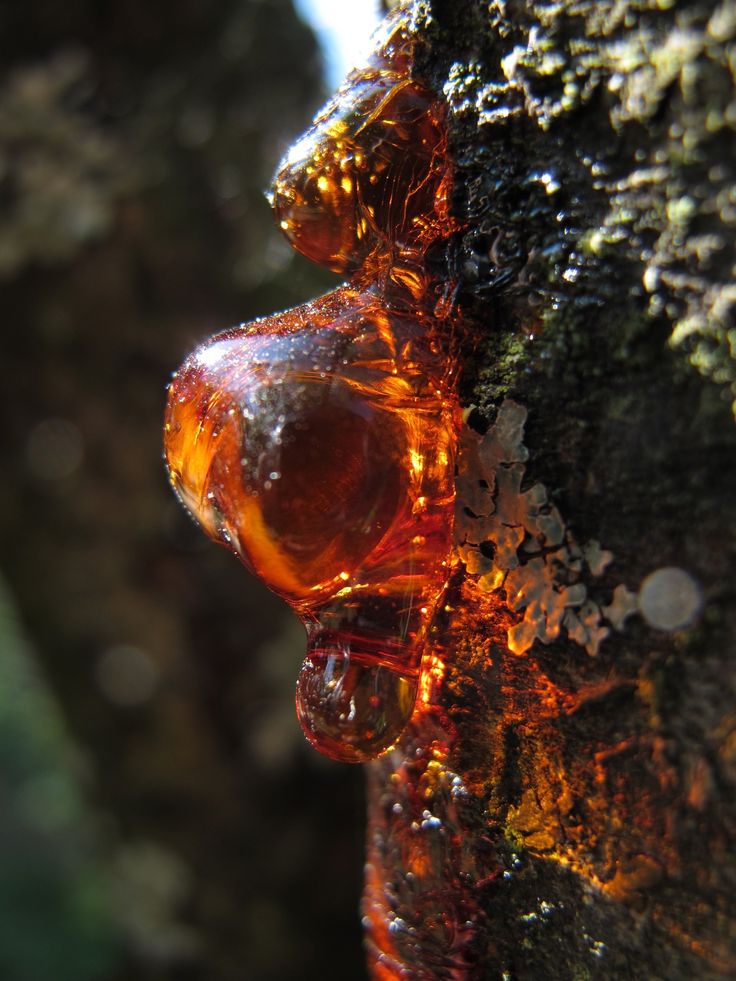 Amber – Hổ phách tạo sự hấp dẫn và đắt tiền như thế nào? – yokovn.com